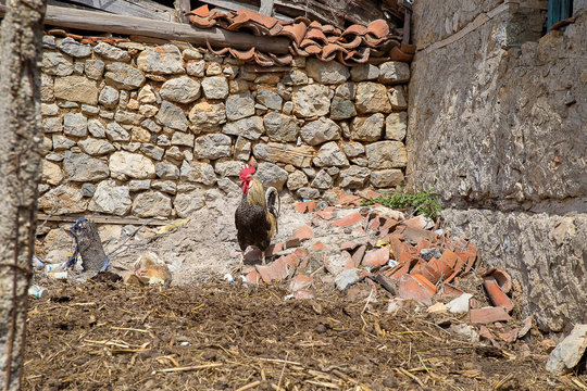 Freilaufender Bilder – Durchsuchen 61 Archivfotos, Vektorgrafiken und ...