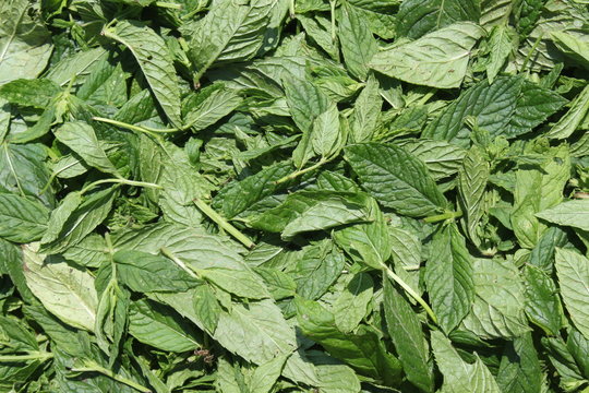 รูปภาพMinzen – เลือกดูภาพถ่ายสต็อก เวกเตอร์ และวิดีโอ1,347 | Adobe Stock