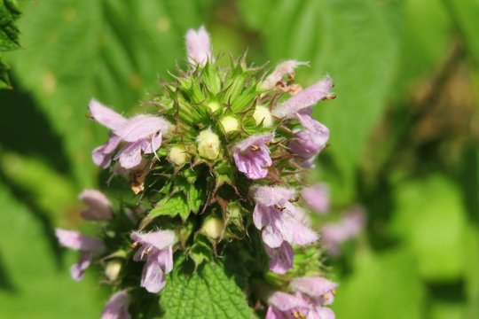 Purpureum Images – Browse 1,973 Stock Photos, Vectors, and Video ...