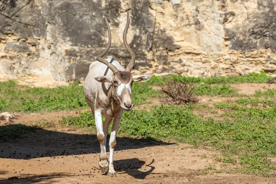 903 IMAGES, PHOTOS ET ILLUSTRATIONS VECTORIELLES STOCK APPROPRIÉES SUR ...