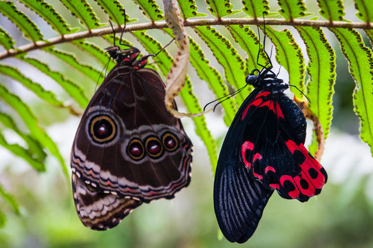 Papillons Images – Browse 48,594 Stock Photos, Vectors, and Video ...
