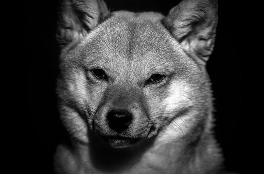 Dunkelfuchs Bilder – Durchsuchen 670 Archivfotos, Vektorgrafiken und ...