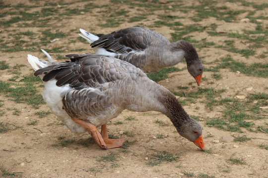รูปภาพPicorer – เลือกดูภาพถ่ายสต็อก เวกเตอร์ และวิดีโอ1,087 | Adobe Stock