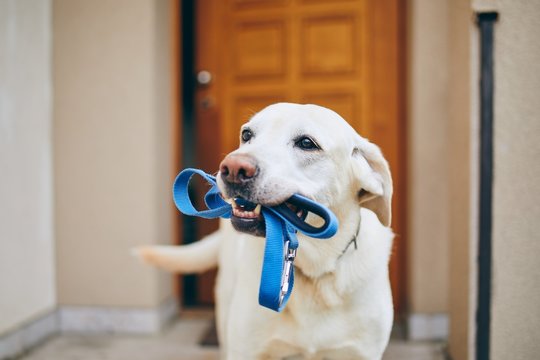 Free Dog Images – Browse 14,393 Free Stock Photos, Vectors, and Video ...