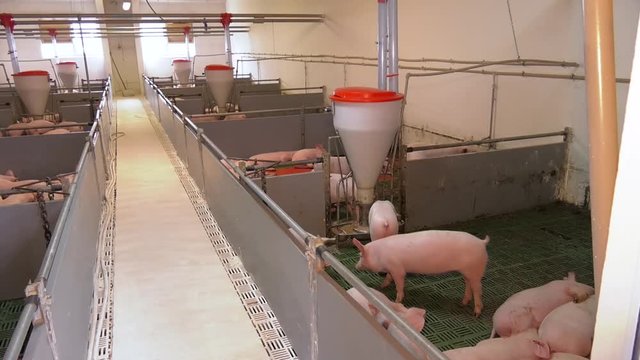 Afbeeldingen over "Breeding Pigs" – Blader in stockfoto's, vectoren en ...