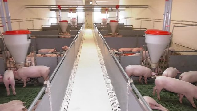 Afbeeldingen over "Breeding Pigs" – Blader in stockfoto's, vectoren en ...