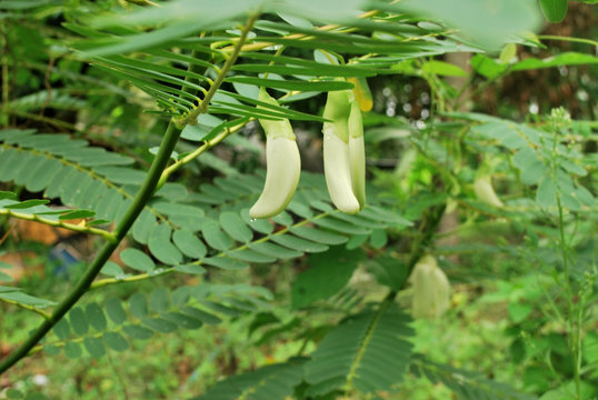 「Agasta」の画像 - 719 件の Stock 写真、ベクターおよびビデオ | Adobe Stock