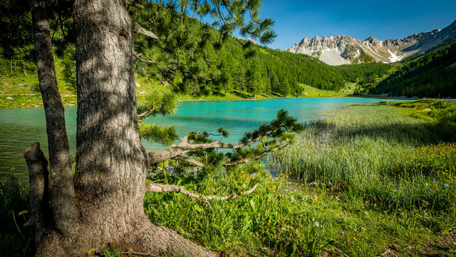 รูปภาพForet – เลือกดูภาพถ่ายสต็อก เวกเตอร์ และวิดีโอ27,897 | Adobe Stock