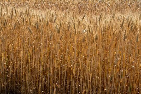 Weichweizen bilder – Bläddra bland 174 stockfoton, vektorer och videor ...