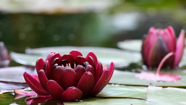 รูปภาพClice – เลือกดูภาพถ่ายสต็อก เวกเตอร์ และวิดีโอ161 | Adobe Stock