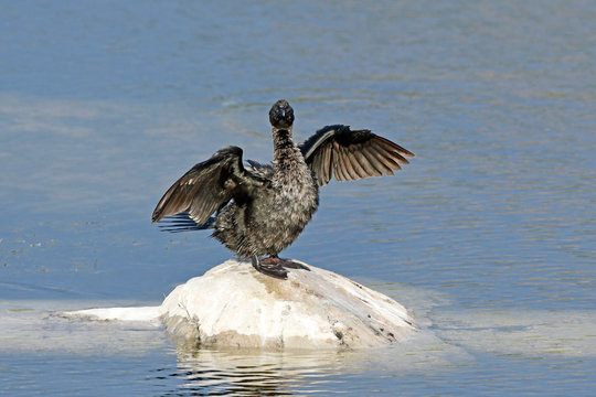 Fendak Bilder – Durchsuchen 21 Archivfotos, Vektorgrafiken und Videos ...