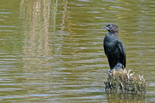 Fendak Bilder – Durchsuchen 21 Archivfotos, Vektorgrafiken und Videos ...