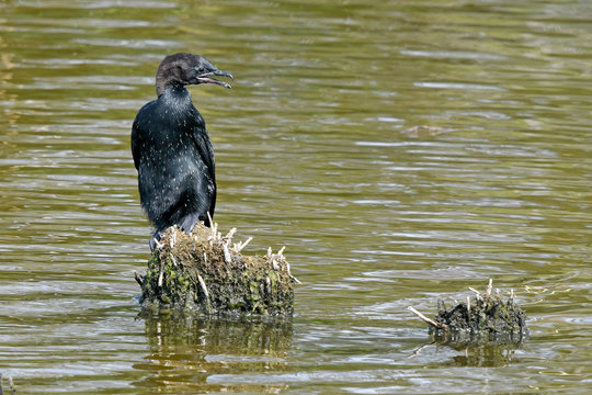 Fendak Bilder – Durchsuchen 21 Archivfotos, Vektorgrafiken und Videos ...