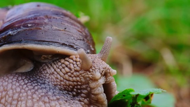 รูปภาพ"Snail Eyes" – เลือกดูภาพถ่ายสต็อก เวกเตอร์ และวิดีโอ20 | Adobe Stock