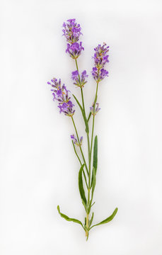 Single Lavender Sprig