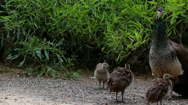 Peachick Images – Browse 319 Stock Photos, Vectors, and Video | Adobe Stock