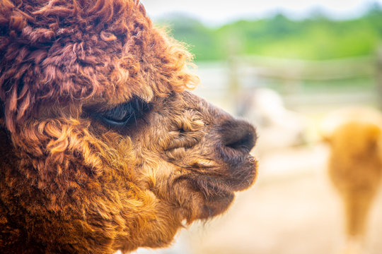 "Alpaca Face" Images – Browse 381 Stock Photos, Vectors, and Video ...