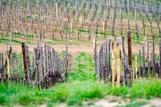 Pavesa Images – Browse 50 Stock Photos, Vectors, and Video | Adobe Stock