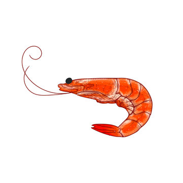 "Abstract Shrimp" Images – Browse 194 Stock Photos, Vectors, and Video ...