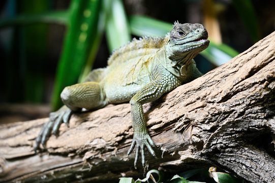 Hydrosaurus Amboinensis