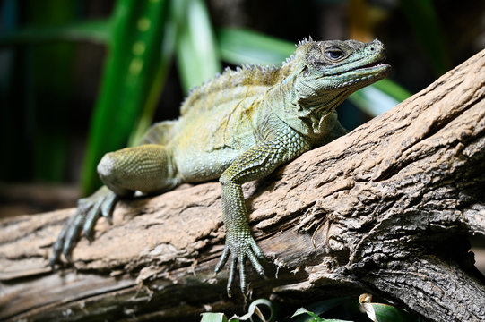 Hydrosaurus Bilder – Durchsuchen 322 Archivfotos, Vektorgrafiken und ...