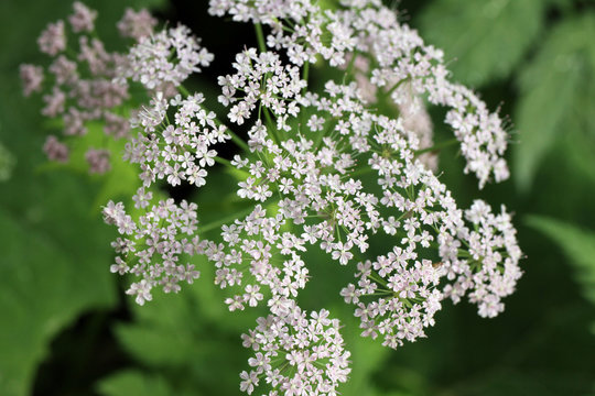 รูปภาพCerfoglio – เลือกดูภาพถ่ายสต็อก เวกเตอร์ และวิดีโอ14 | Adobe Stock