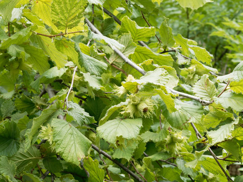 Haselnussblatt Bilder – Durchsuchen 1,305 Archivfotos, Vektorgrafiken ...