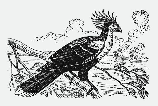 Hoatzin Images – Browse 464 Stock Photos, Vectors, and Video | Adobe Stock