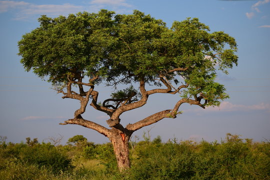 Mopani Bilder – Durchsuchen 318 Archivfotos, Vektorgrafiken und Videos ...