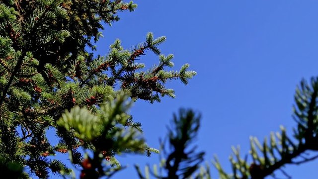 Straggling Images – Browse 147,579 Stock Photos, Vectors, and Video ...