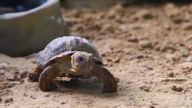 รูปภาพSignatus – เลือกดูภาพถ่ายสต็อก เวกเตอร์ และวิดีโอ1,163 | Adobe Stock