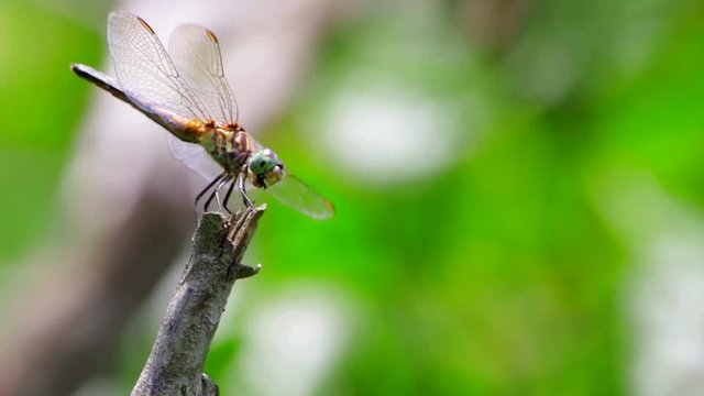 Dragonfly Flying Slow Motion