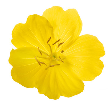 Sundrop Images – Browse 32 Stock Photos, Vectors, and Video | Adobe Stock