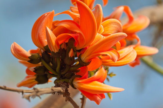 Polash Images – Browse 114 Stock Photos, Vectors, and Video | Adobe Stock