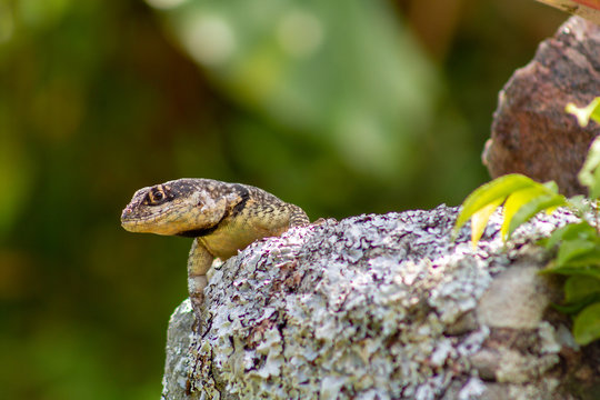 Calango Bilder – Durchsuchen 355 Archivfotos, Vektorgrafiken und Videos ...
