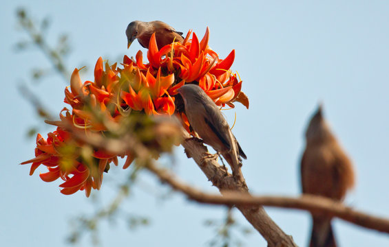 Polash Images – Browse 114 Stock Photos, Vectors, and Video | Adobe Stock