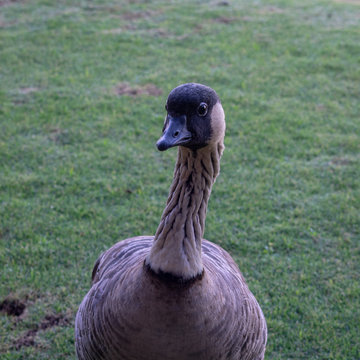 1,200 BEST Nene IMAGES, STOCK PHOTOS & VECTORS | Adobe Stock