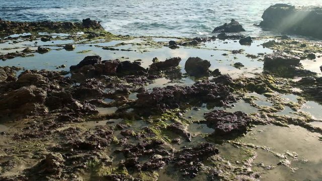 Tide-Pool bilder – Bläddra bland 156 stockfoton, vektorer och videor ...