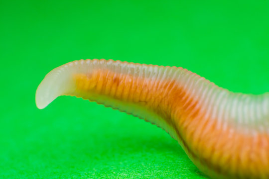 Tongue Worm