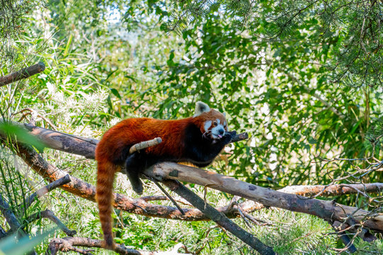 รูปภาพFeuerfuchs – เลือกดูภาพถ่ายสต็อก เวกเตอร์ และวิดีโอ68 | Adobe Stock