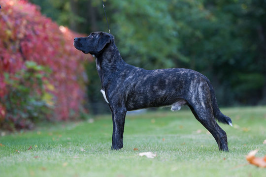 Molossoide bilder – Bläddra bland 208 stockfoton, vektorer och videor ...