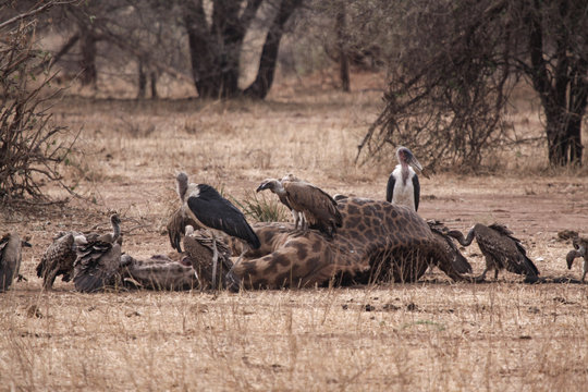 Aasgeier bilder – Bläddra bland 275 stockfoton, vektorer och videor ...