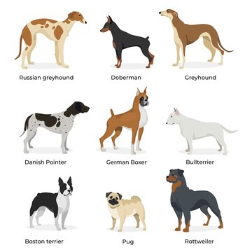 Doberman Greyhound Mix