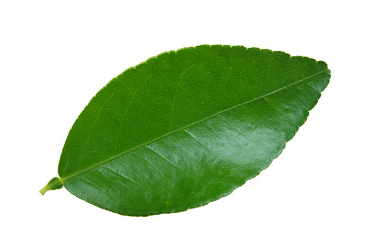 Lime Leaf"」の写真素材 | 2,430件の無料イラスト画像 | Adobe Stock