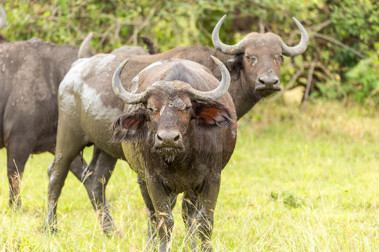 「Buffelo」の画像 - 112 件の Stock 写真、ベクターおよびビデオ | Adobe Stock