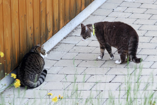 Katzenkampf Images – Browse 6 Stock Photos, Vectors, and Video | Adobe ...