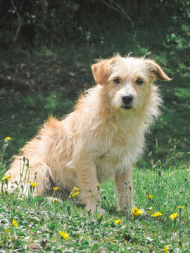 "Creole Dog" Images – Parcourir 11 le catalogue de photos, vecteurs et ...
