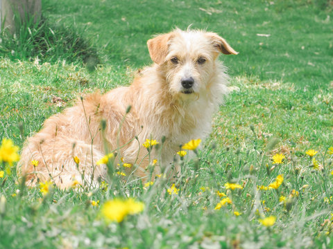 "Creole Dog" - Images et vidéos libres de droits | Adobe Stock