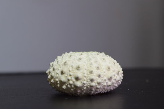 Seeigelskelett Bilder – Durchsuchen 269 Archivfotos, Vektorgrafiken und ...