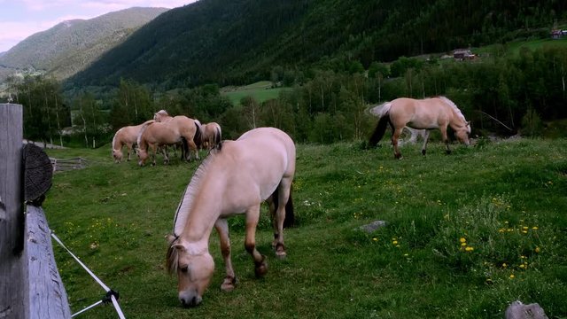 "Fjord Horses"-Bilder: Stock-Fotos & -Videos. | Adobe Stock